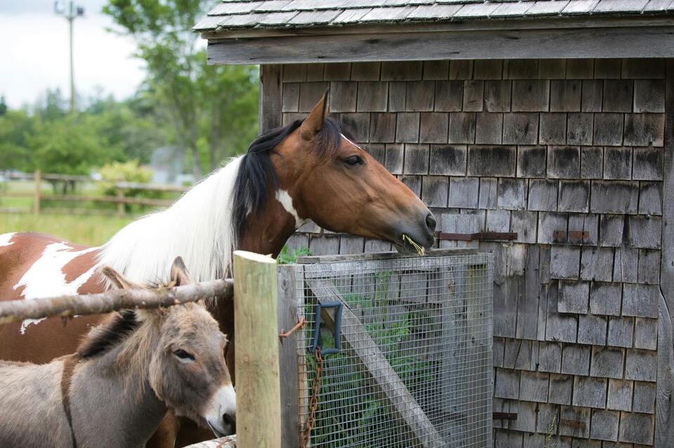 Circle S: Second Chance Ranch Is Helping Horses AND Heroes In NJ ...
