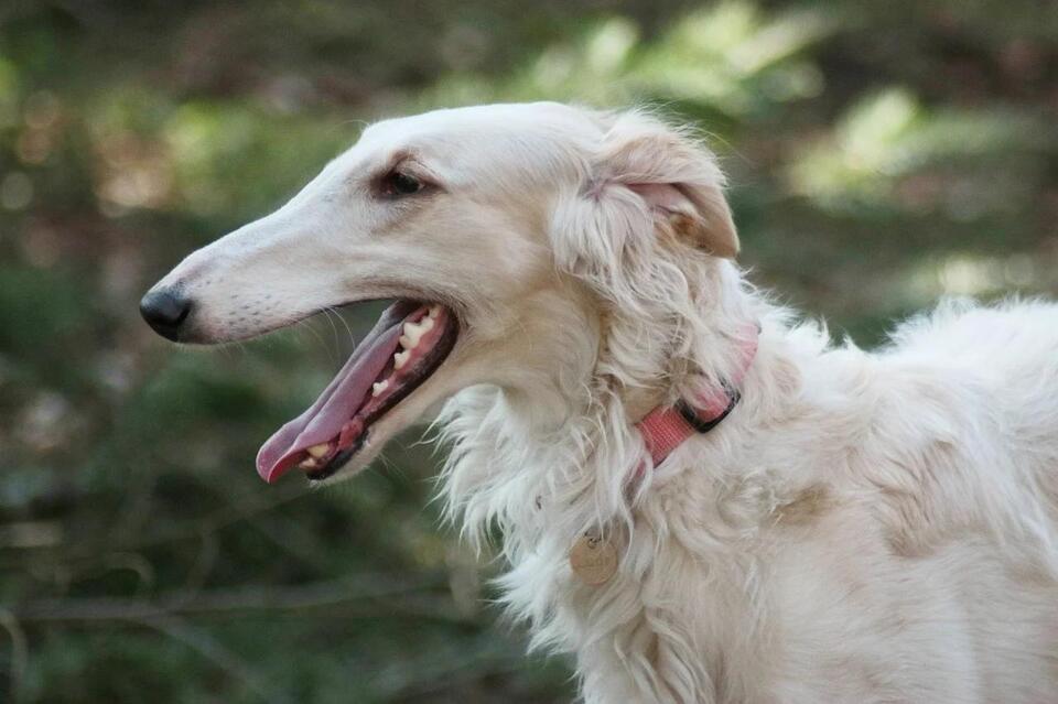 10 Quiet Dog Breeds That Love Keeping to Themselves - NewsBreak