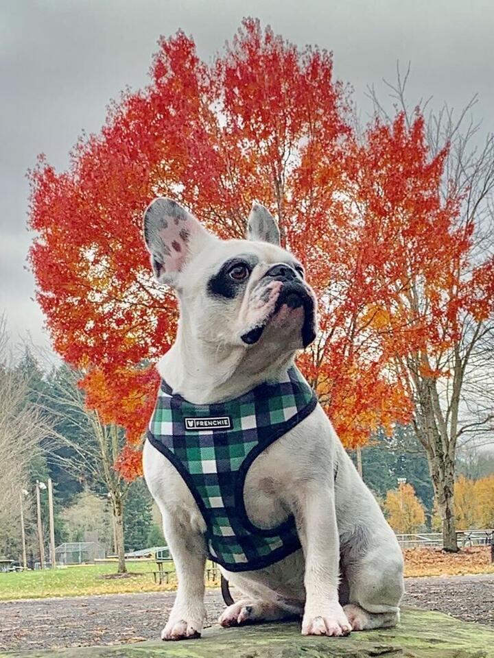 Your Oregon Furry Friends photo contest winners are... - NewsBreak
