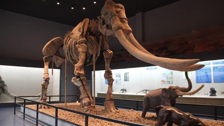Discover the Secrets of a New Extinct Elephant Species - NewsBreak
