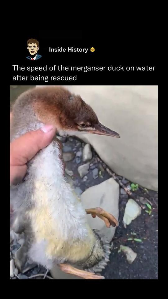 Merganser ducks are fast swimmers thanks to their streamlined body ...