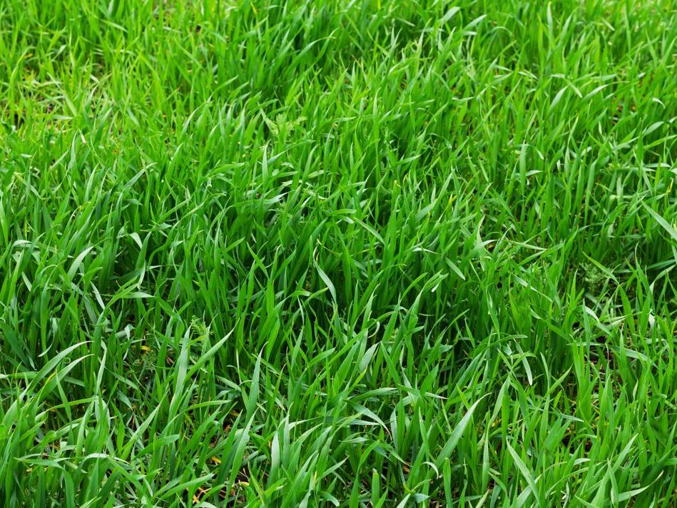 Drought-Tolerant Lawn Grasses — 5 Green Covers That Will Thrive In Dry ...