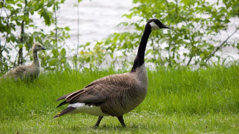 DWR: Avian Flu confirmed in 3 additional Utah counties as hunting ...