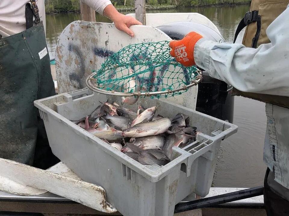 DNR Scientists Publish Research On Largemouth Bass Habitat, Blue ...