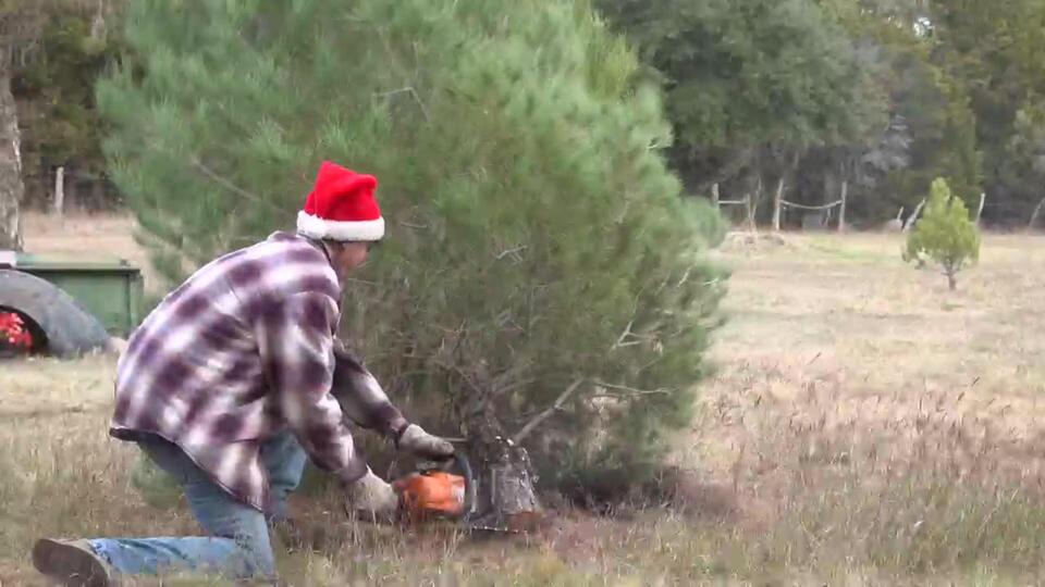 Central Texas Christmas tree farm keeps ‘real-tree’ tradition alive ...