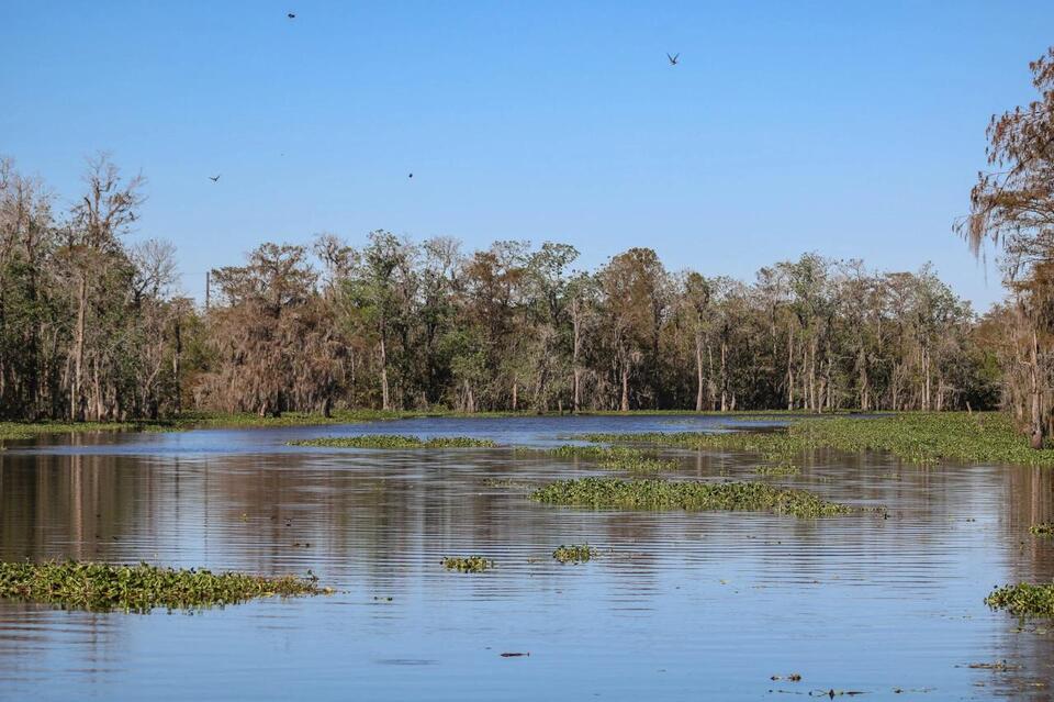 Maurepas Swamp’s upcoming reintroduction to the Mississippi River ...