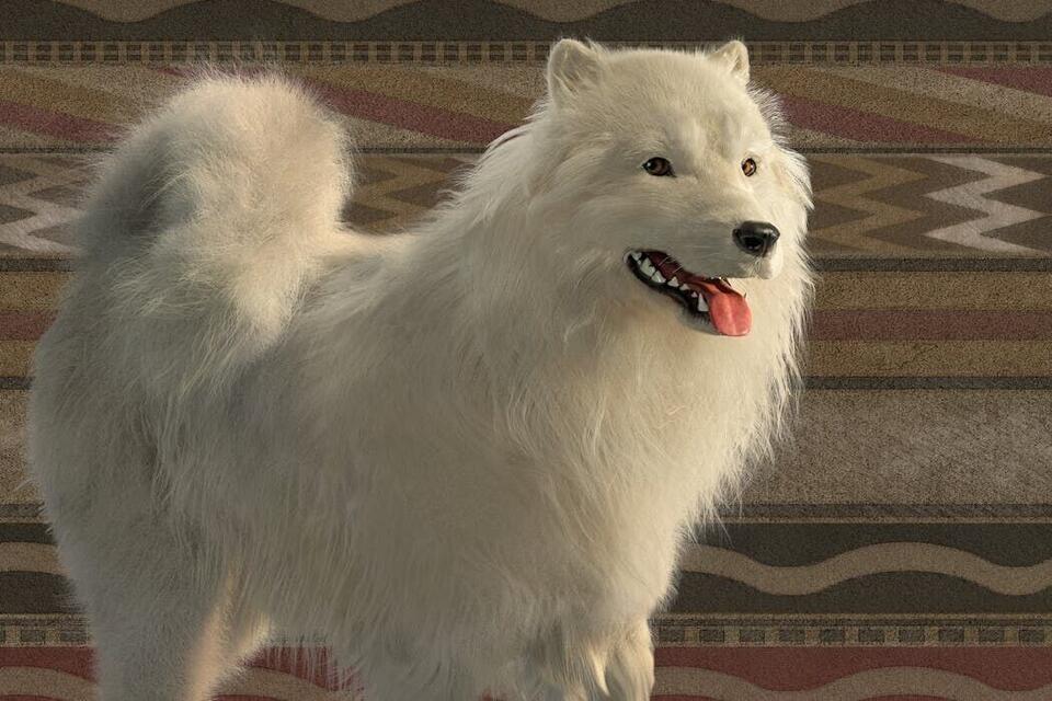 Mutton, an Indigenous woolly dog, died in 1859 − analysis confirms ...