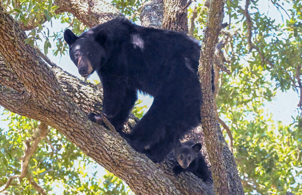 State moves to allow December bear hunt - NewsBreak
