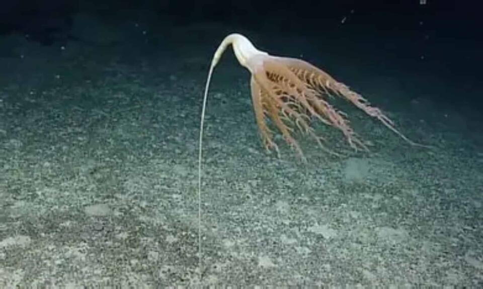 Rare Deep Sea Creature Discovered in the Pacific Ocean - NewsBreak
