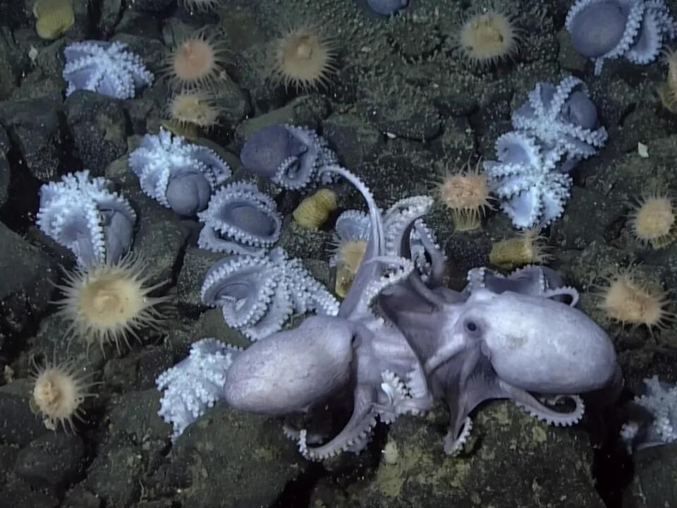 20,000 Octopuses Gather in a Real-Life Octopus Garden