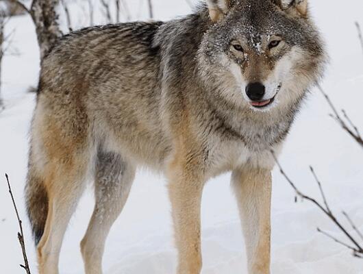 Ely’s Beloved Wolf Dies - NewsBreak