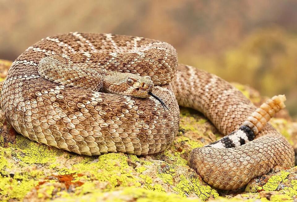14 Dangerous Animals in Arizona That Can Kill You (And How to Avoid ...