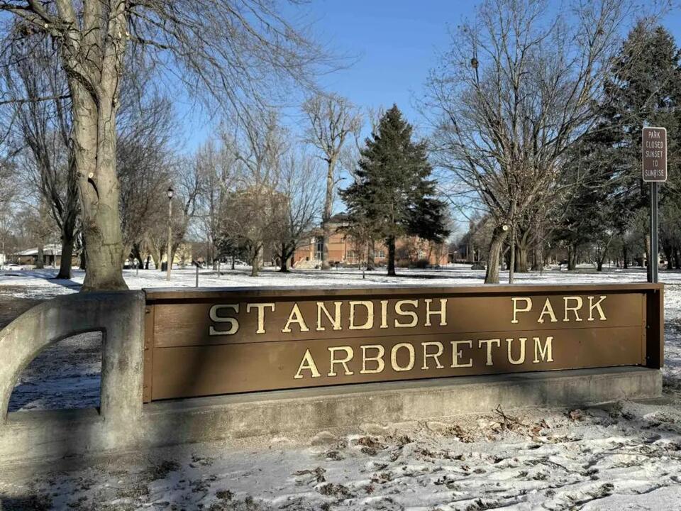 Your Questions Answered: Why are so many trees being removed from ...