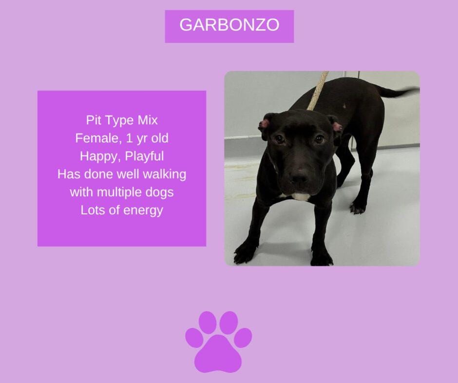 Dogs available for adoption at county shelter - NewsBreak