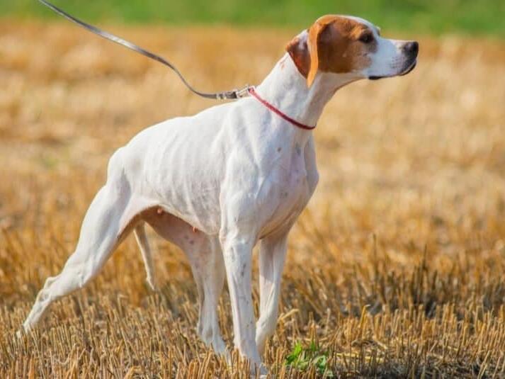 Types of Pointer Dog Breeds
