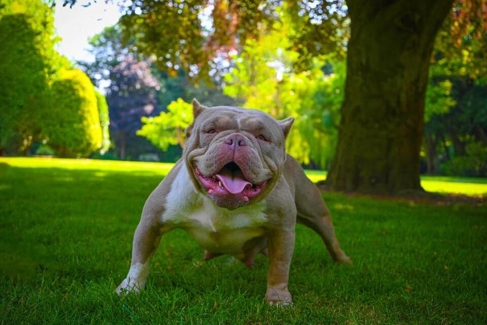 The rise of Exotic Bully dogs: Meet the teeny, tiny sibling of the XL ...