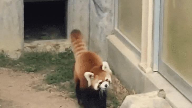 Adorable Red Panda Gets Scared by Rock - NewsBreak