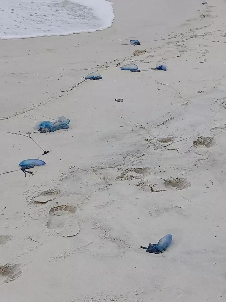 Warning Alabama: Beaches Full Of Dangerous Portugese Man o’ war ...