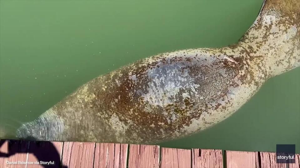 WATCH: Injured manatee rescued with nearby brush fires in Florida Keys ...