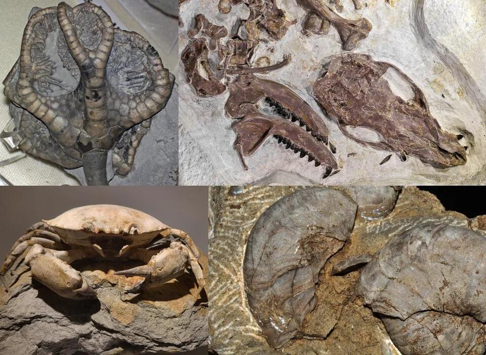The Discovery of Lucy Australopithecus afarensis A Milestone in Human ...