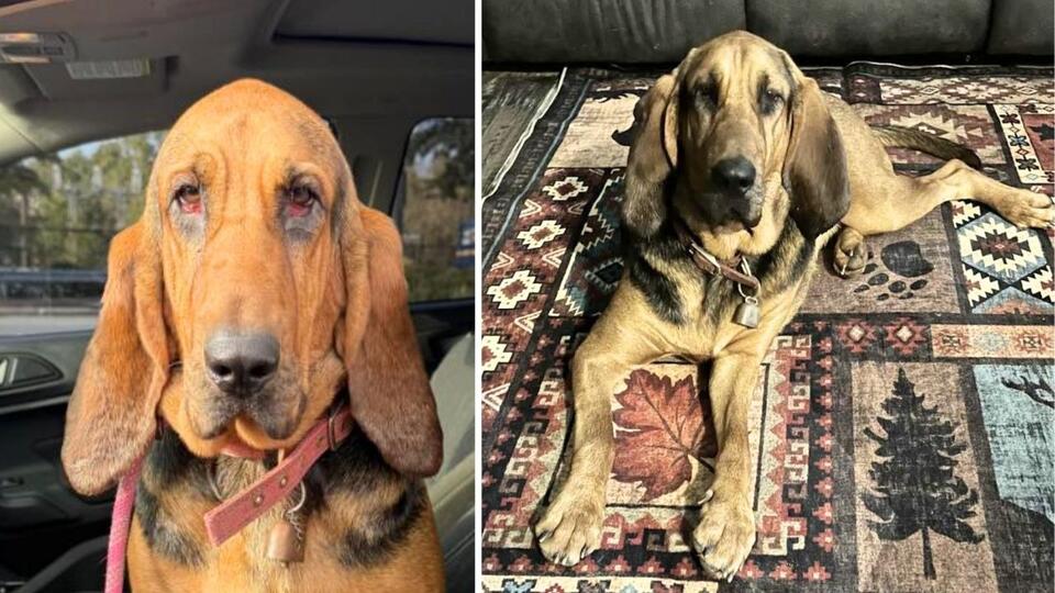 1-Year-Old Bloodhound is Searching For New Family After Being ...