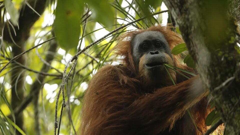 The World’s Newest Great Ape Is Also Its Rarest, With Fewer Than 800 ...