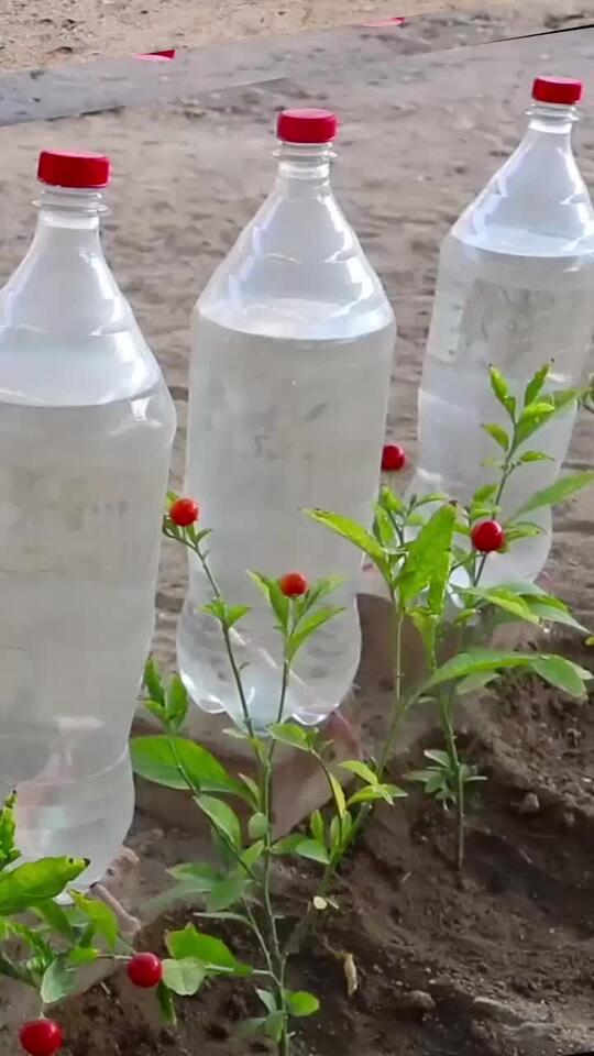 How to make homemade drip irrigation system with bottles ...