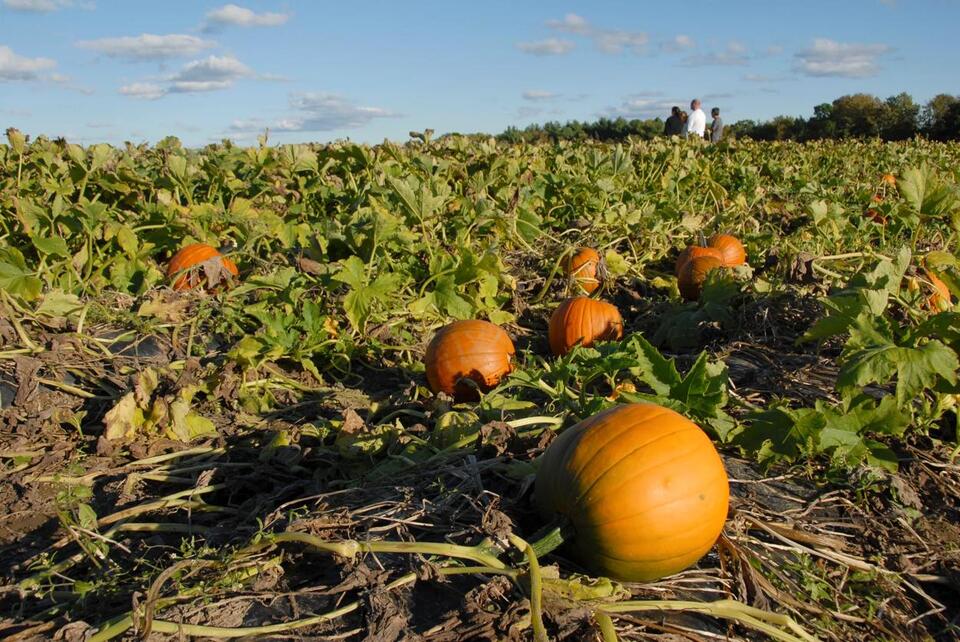 How to grow pumpkins to carve next year - NewsBreak