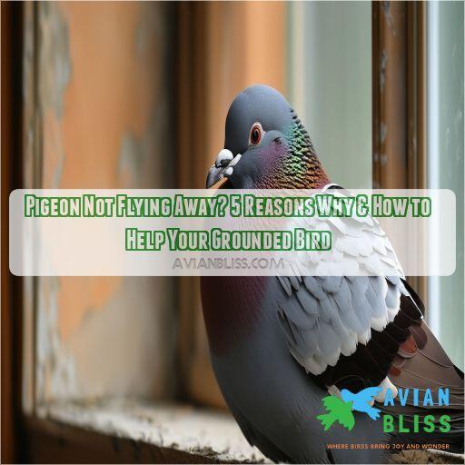 Pigeon Not Flying Away? 5 Reasons Why & How to Help Your Grounded Bird ...