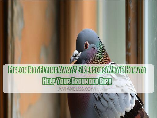 Pigeon Not Flying Away? 5 Reasons Why & How to Help Your Grounded Bird ...