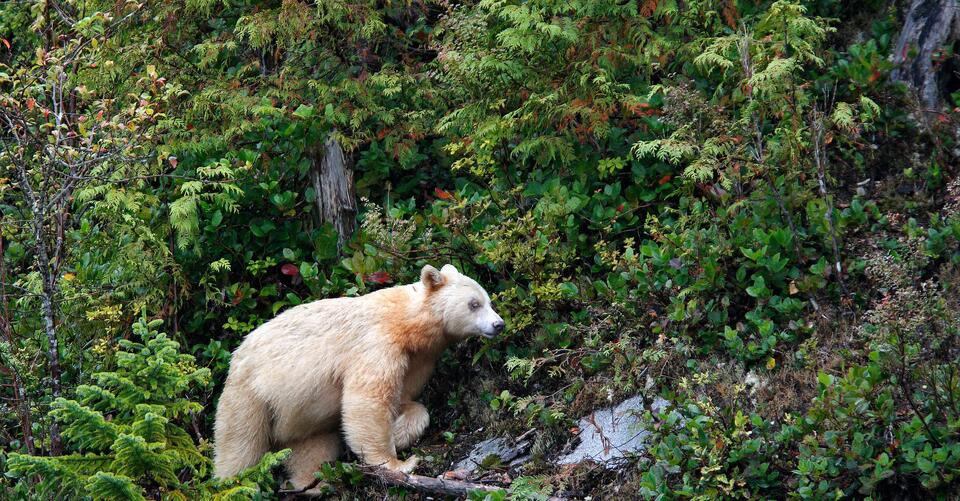 Extremely Rare, White 'Spirit Bear' Seen On Trail Cameras In Upper ...