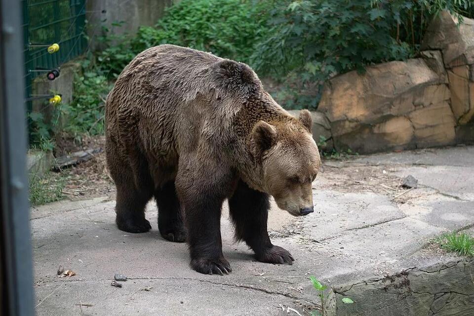 Romanian Resort Ignores Court Order Baloo the Bear Still Trapped in ...