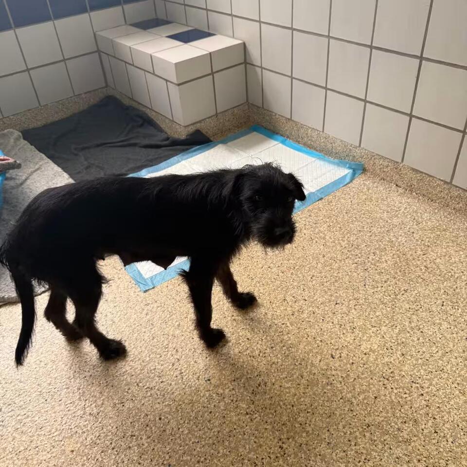 🐶 Playful, Gentle & Loyal Dogs Ready for Adoption in Houston - NewsBreak