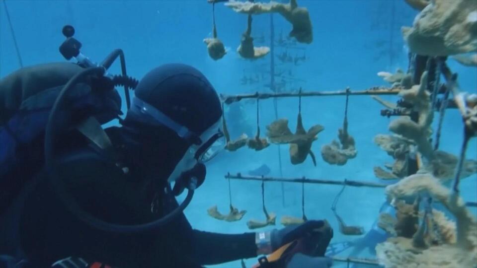 Coral reefs have reached a climate tipping point, but Hawaiʻi ...