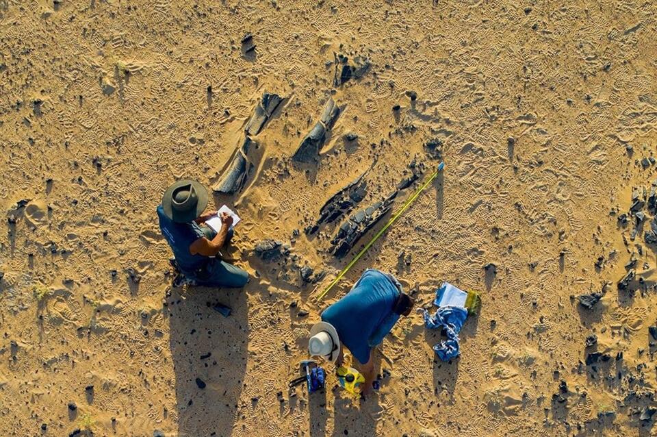 Scientists discover new dinosaur species deep in the Sahara Desert ...