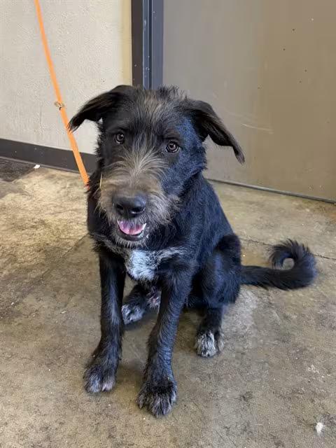 🐶 Playful, Gentle & Loyal Dogs Ready for Adoption in Ontario, CA ...