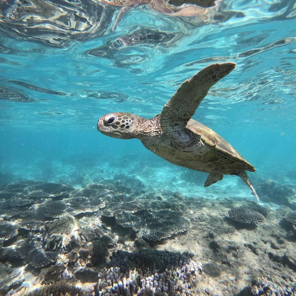 How Beach Tourism Affects Sea Turtle Nesting (and What You Can Do to ...