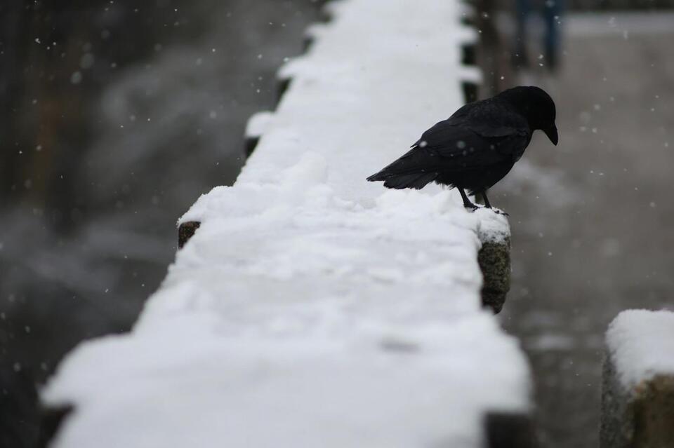 Indiana DNR Confirms Avian Flu In Crows Near Terre Haute - NewsBreak