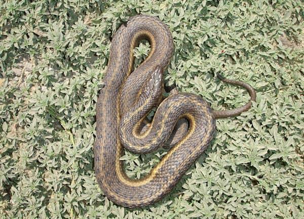 Meet California’s New State Snake: the Giant Garter Snake - NewsBreak