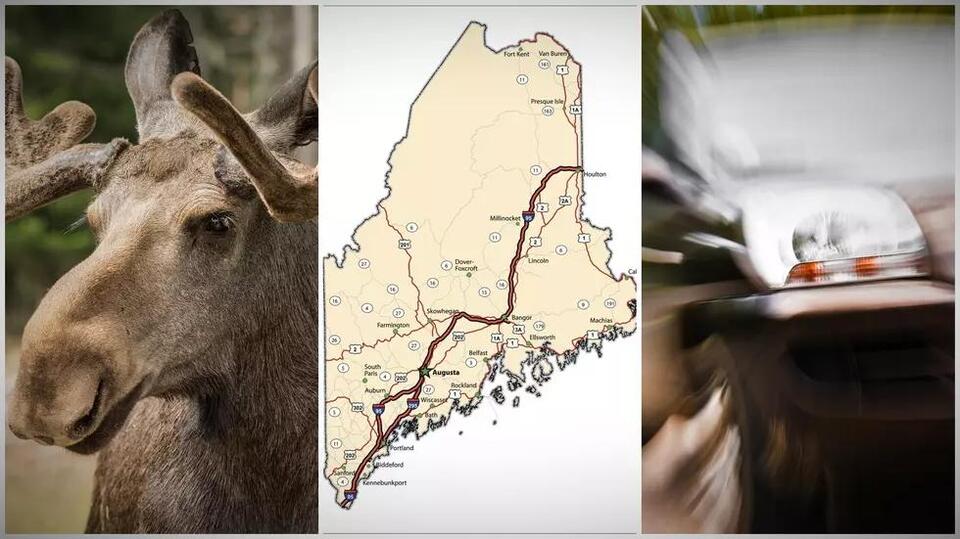 Interactive Map Reveals Real-Time Moose Crash Locations Across Maine ...
