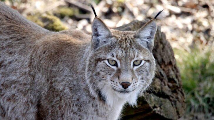 The Hidden Lives of America’s Most Elusive Big Cats Revealed - NewsBreak