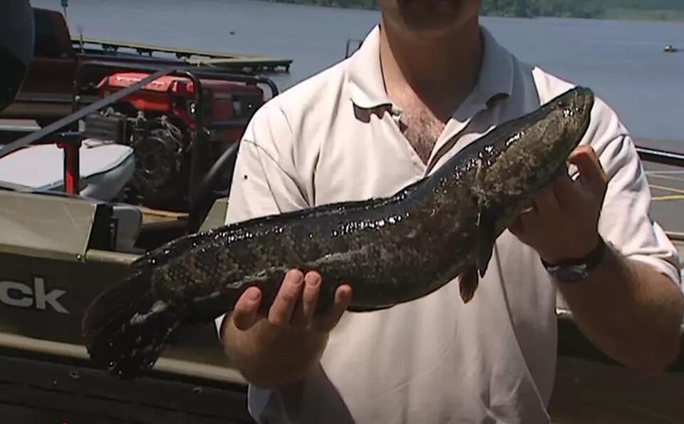 More Invasive Snakehead Fish Spotted in Southeastern Missouri - NewsBreak