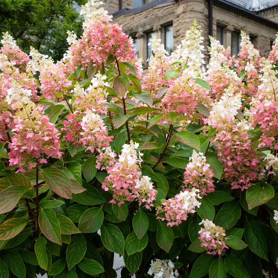 How To Grow Fire Light Hydrangea For A Beautiful Blaze Of Color From ...