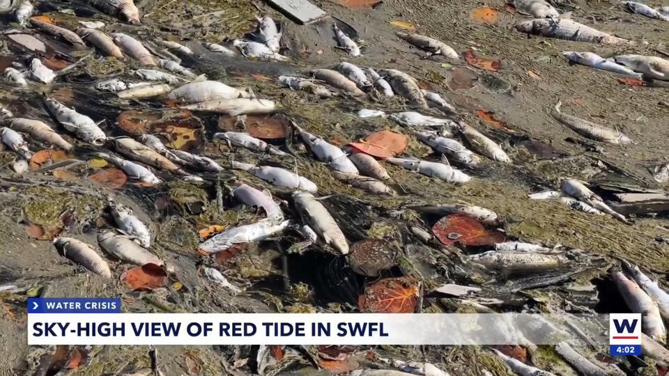 Persistent red tide bloom off Naples to Boca Grande raises concerns ...