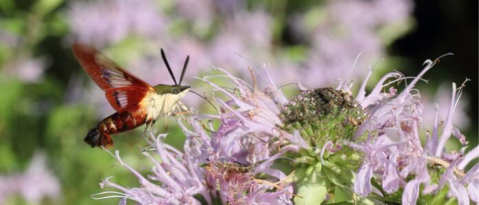 Mighty moths, our unsung pollinators - NewsBreak