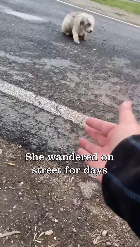 Poor Abandoned Dog Who Was Starving, Thirsty & Scared On Street - NewsBreak