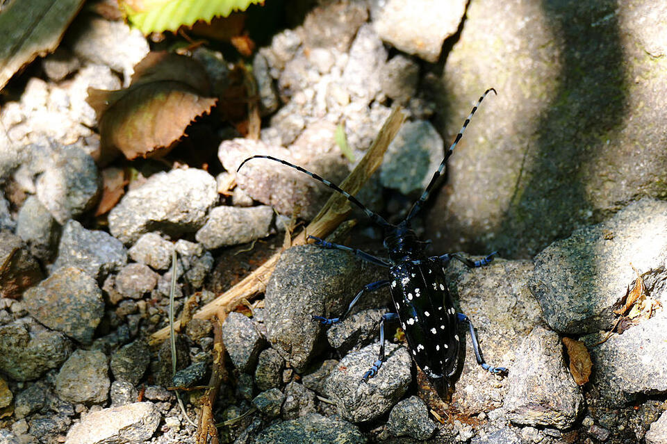 If You See These 6 Bugs In Montana, Kill Them ASAP! - NewsBreak
