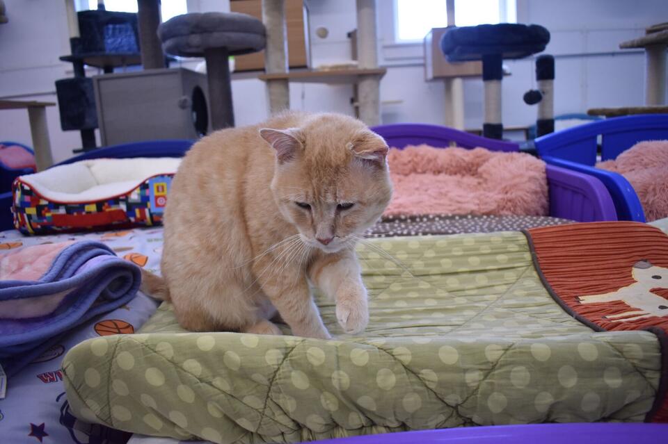 Furball Farm residents move into new home - NewsBreak