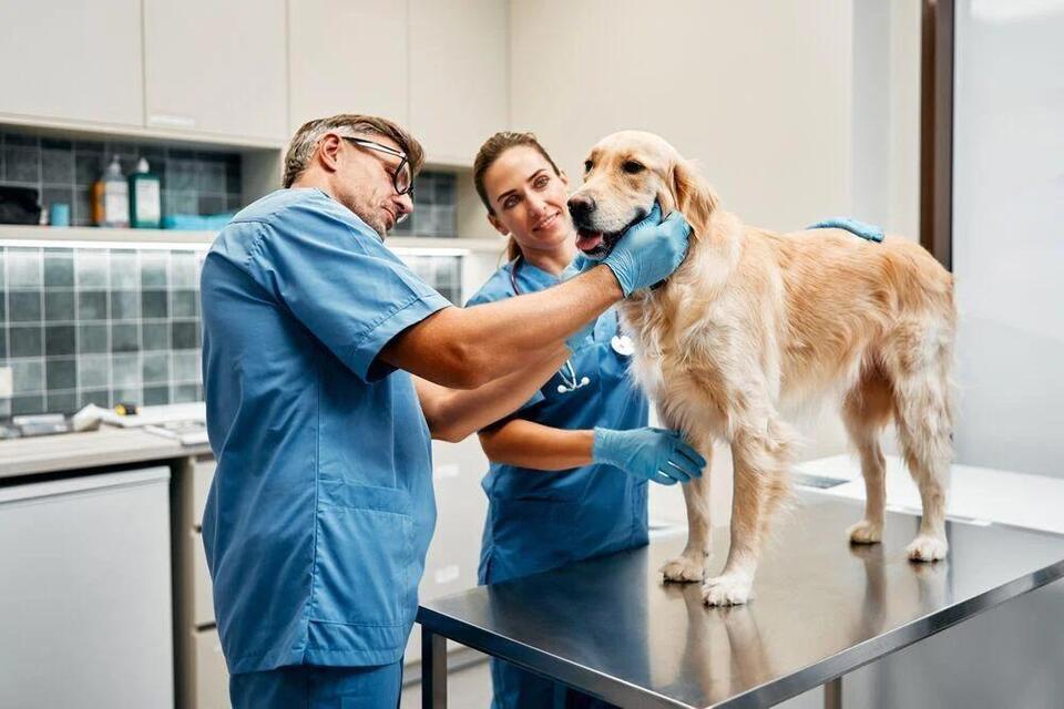 Proposition 129: A sham proposal or a solution to a Colorado veterinary ...