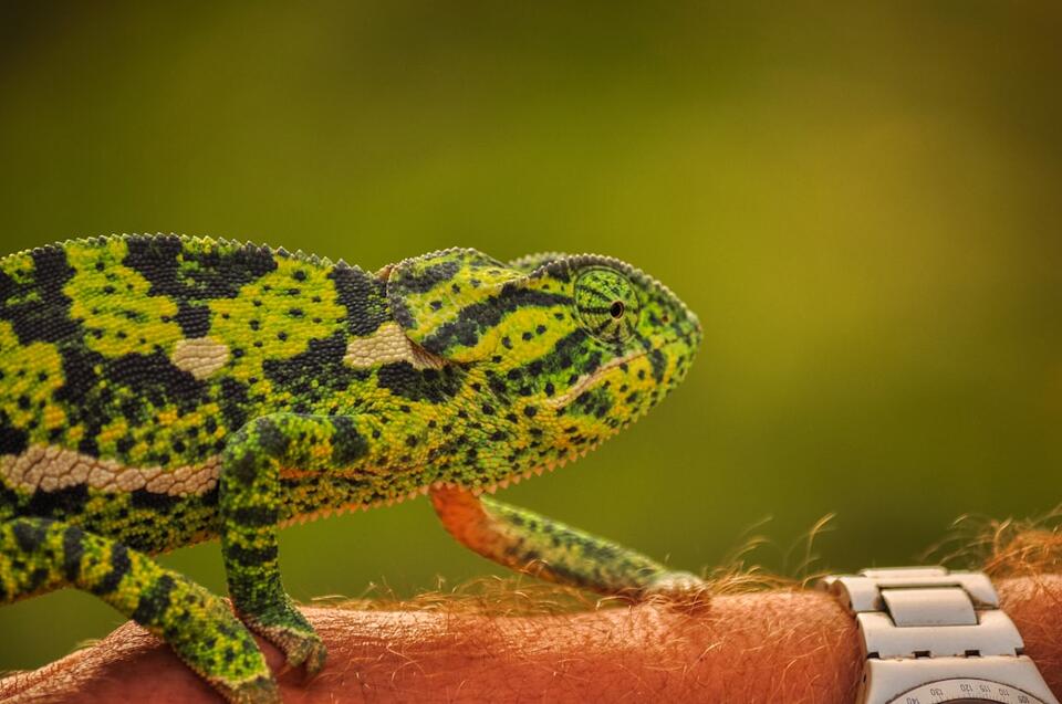 14 Animals That Change Color And Why - NewsBreak
